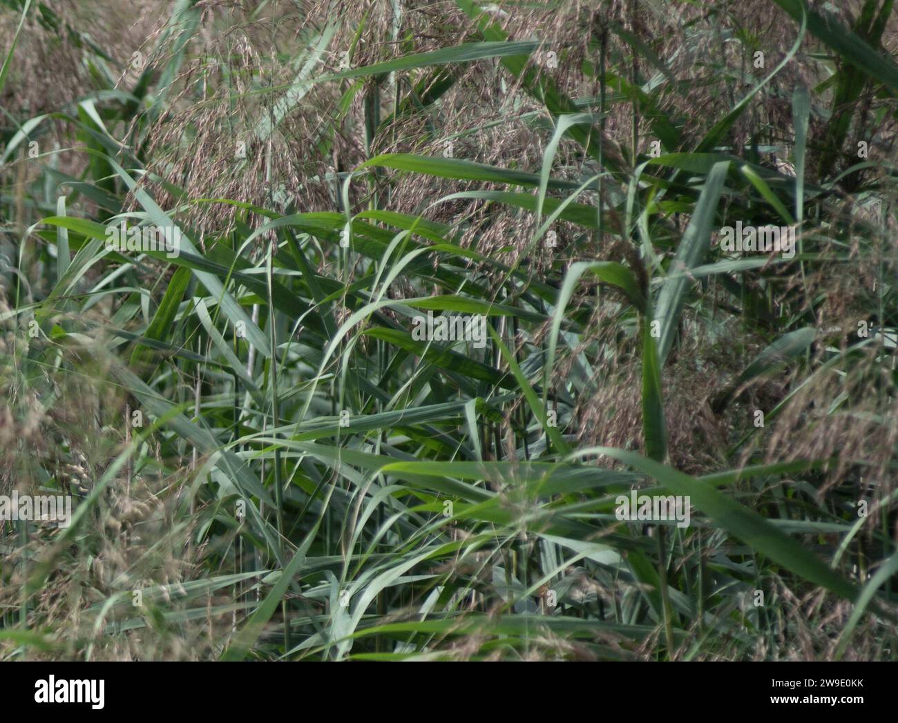 a reed plant at the water, a biotope in nature reed plants at the water ...