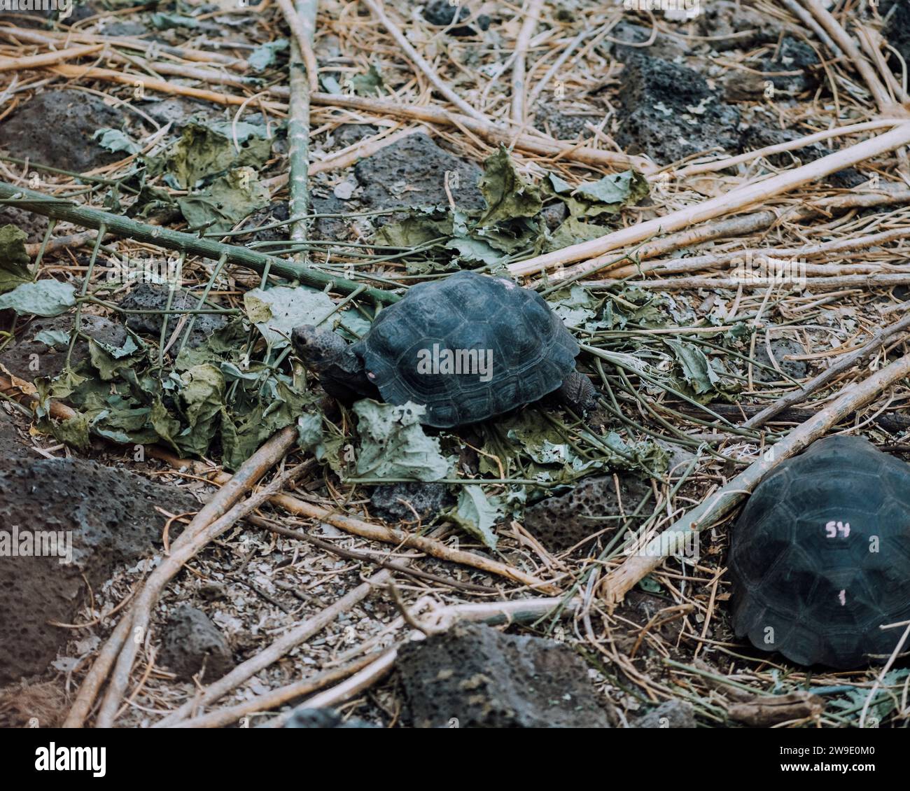 A Galapagos giant tortoise feeding on vegetation in the Galapagos ...