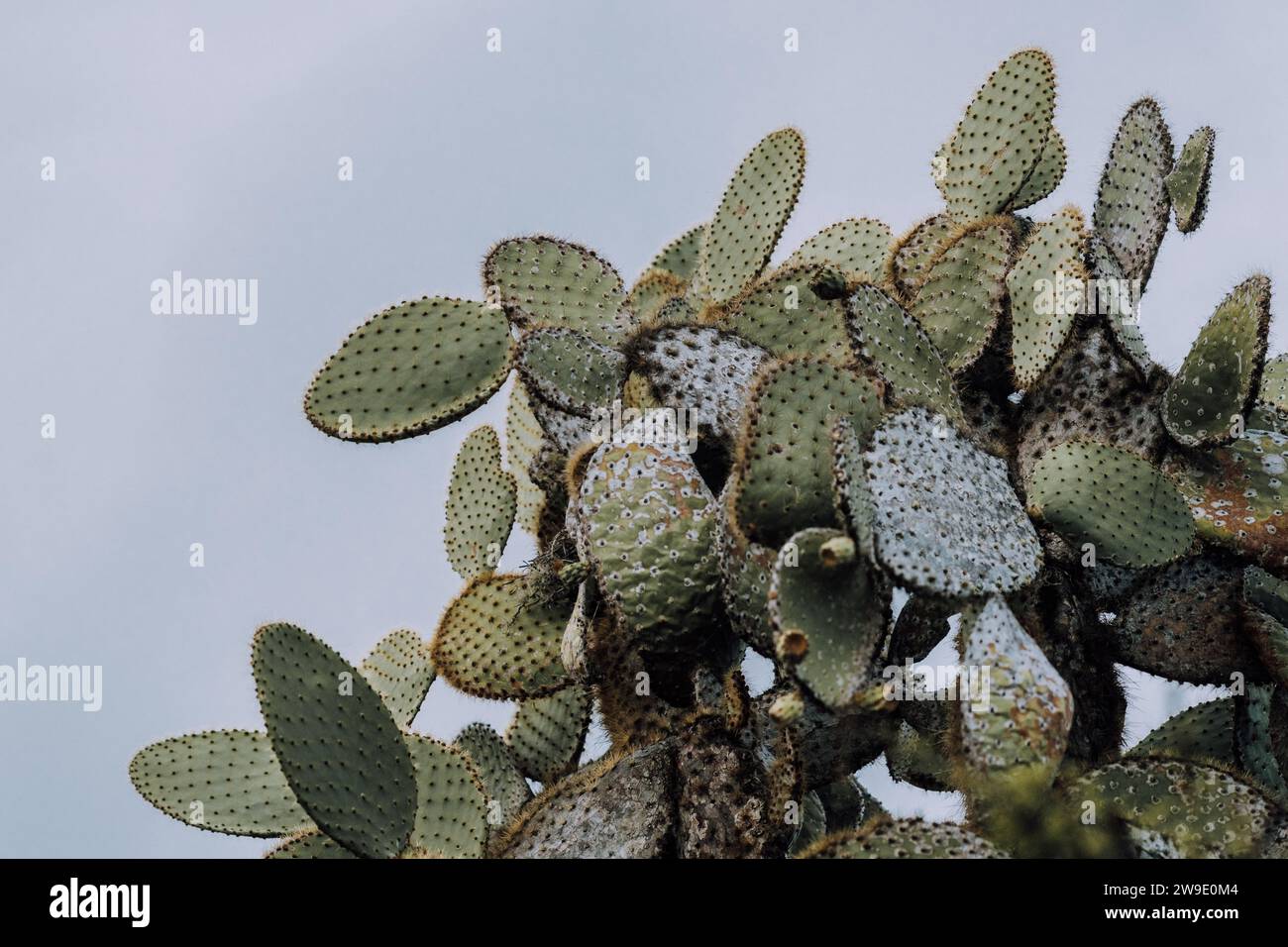 Opuntia cactus in the Galapagos Islands, Ecuador Stock Photo - Alamy