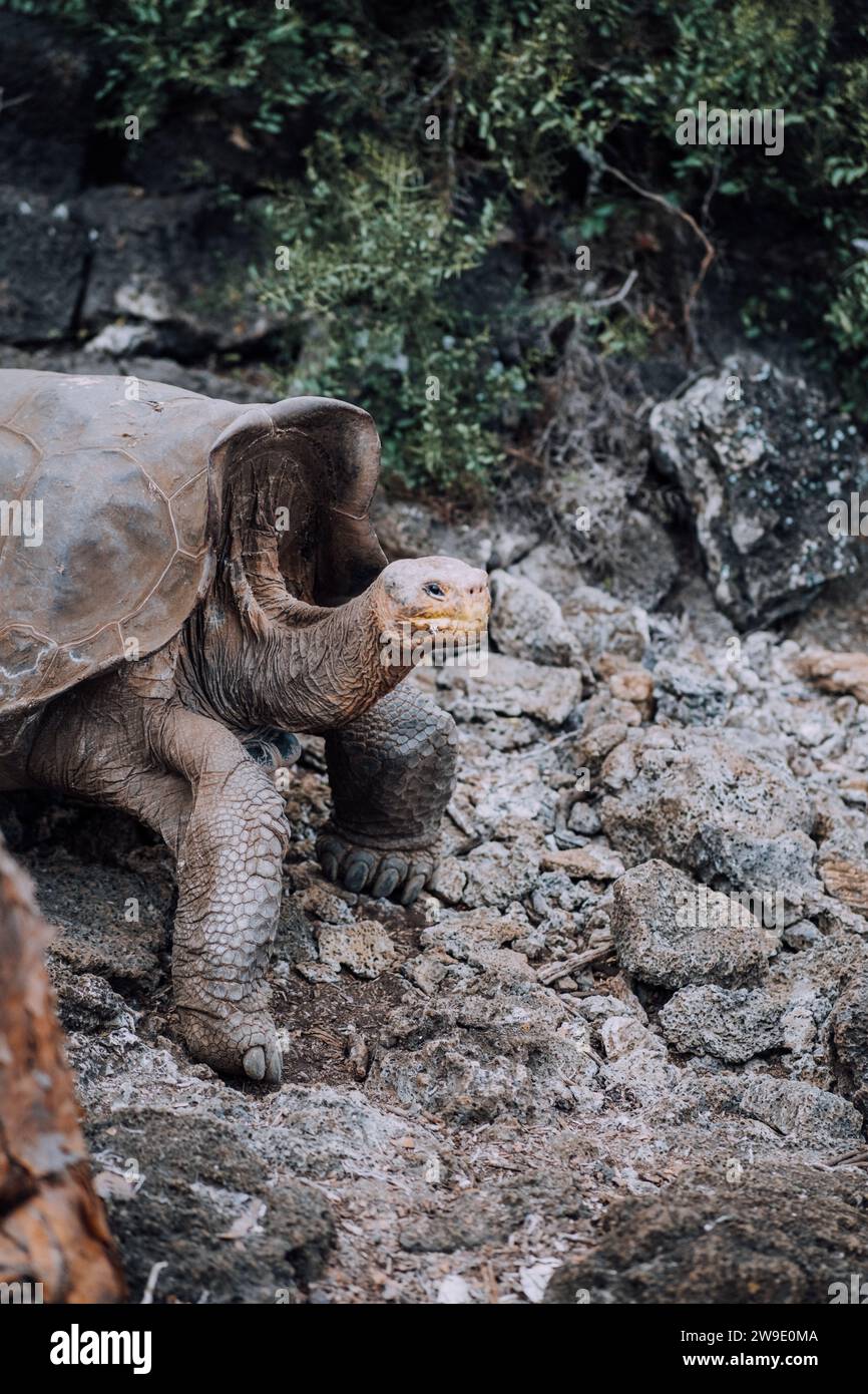 A Galapagos giant tortoise feeding on vegetation in the Galapagos ...