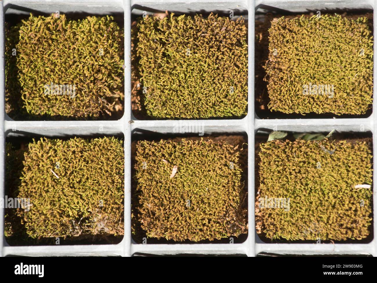 green moss growing in a damp place in a forest moss growing in a forest ...