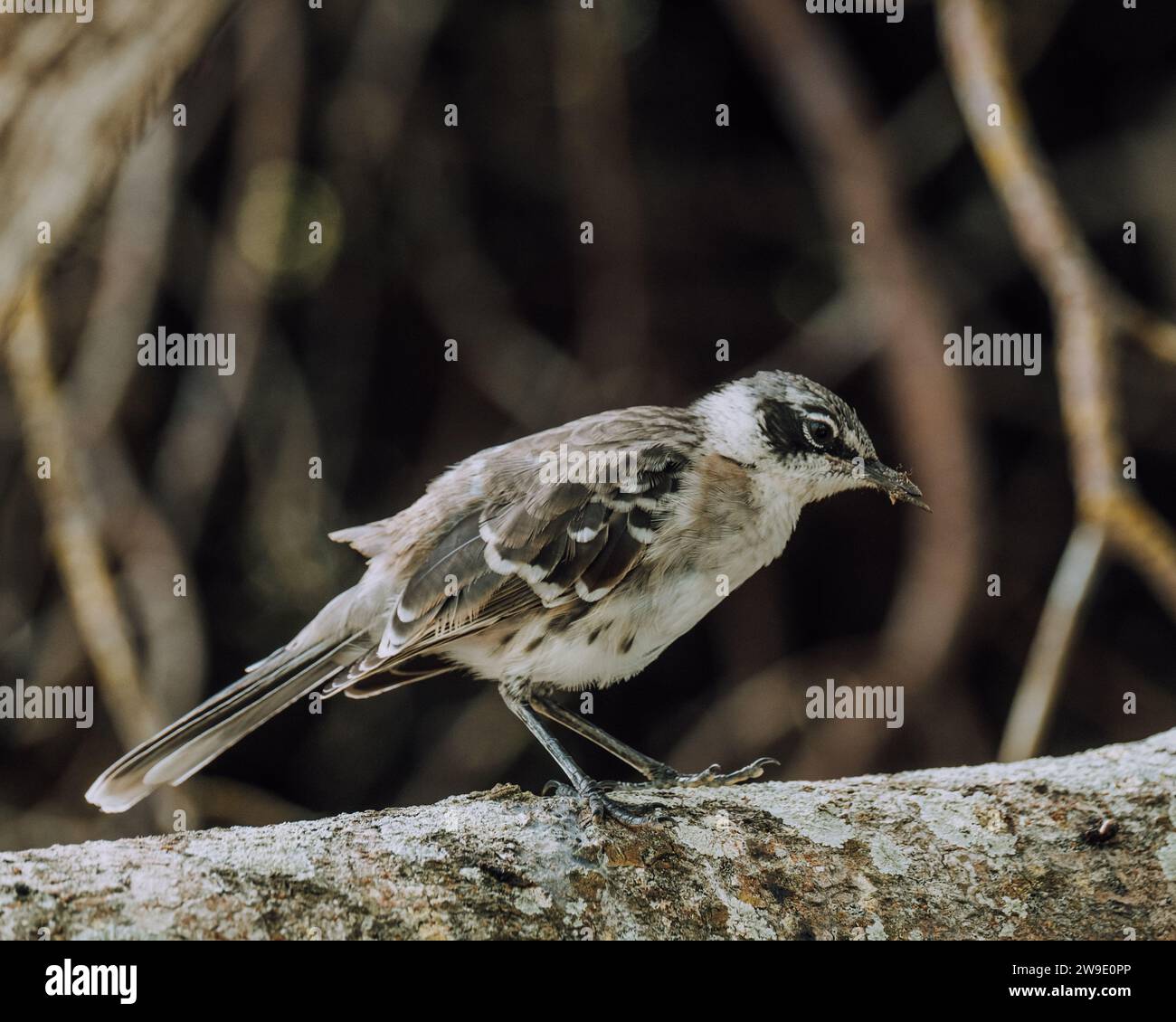 Territorial mockingbird hi-res stock photography and images - Alamy