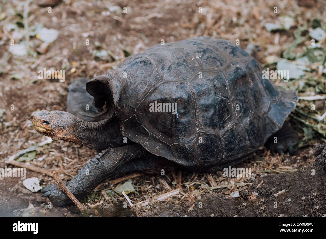 Giant Galapagos Tortoise in Galapagos Islands, Ecuador Stock Photo - Alamy Giant Galapagos Tortoise in Galapagos Islands, Ecuador Stock Photo - Alamy