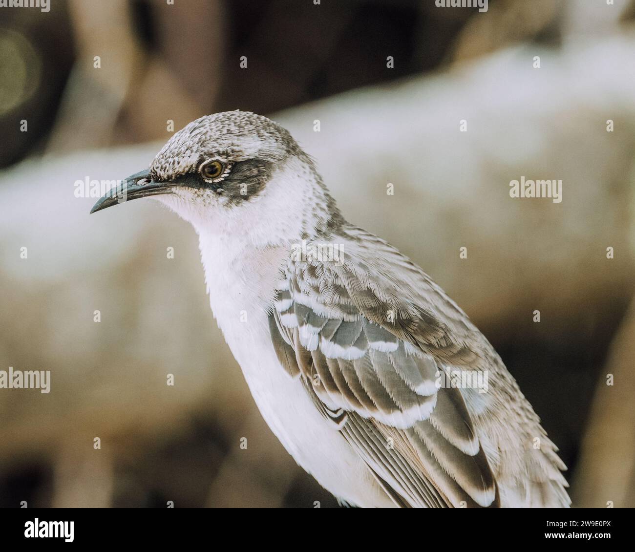 Galapagos Mockingbird in Galapagos Islands Stock Photo - Alamy