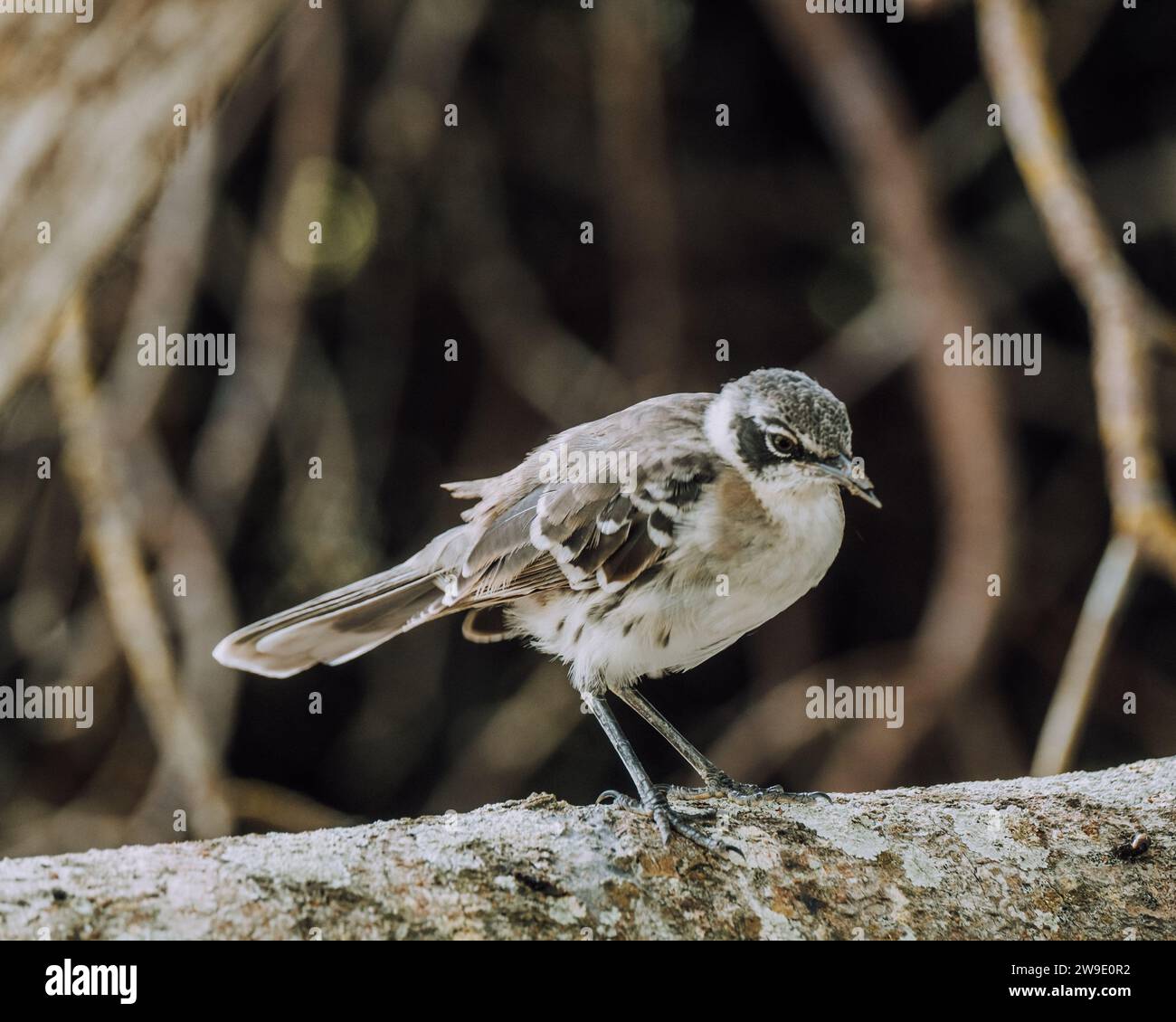 Galapagos Mockingbird in Galapagos Islands Stock Photo - Alamy