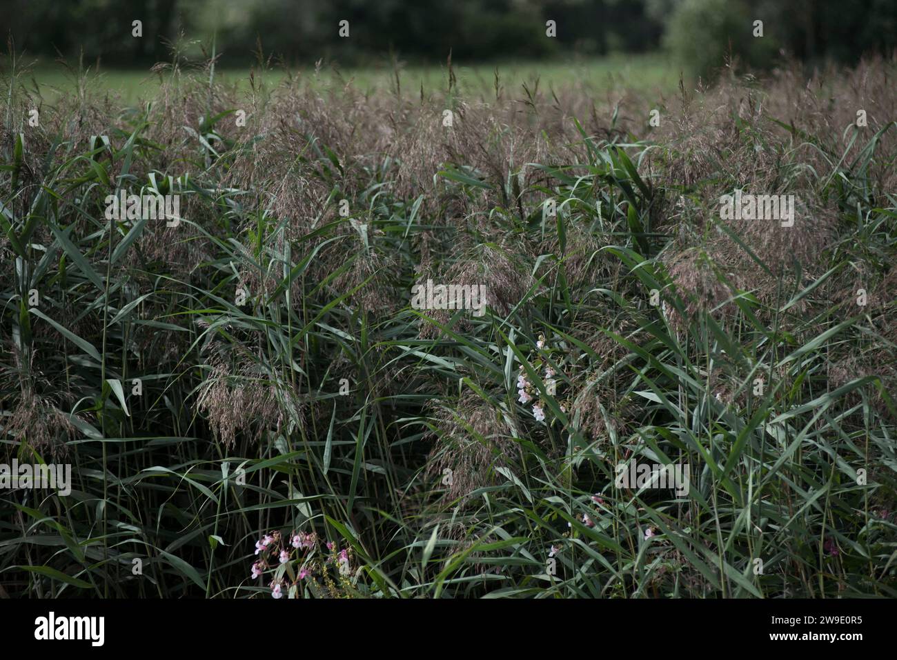 a reed plant at the water, a biotope in nature reed plants at the water ...