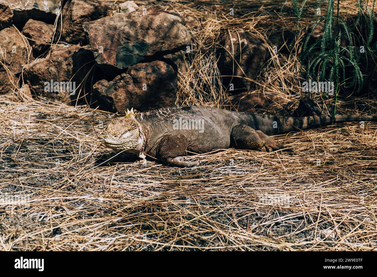Close-up of a land iguana resting on the ground in Baltra, Galapagos ...
