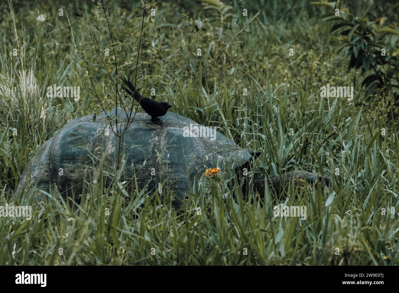 Giant Galapagos Tortoise in Galapagos Islands, Ecuador Stock Photo - Alamy Giant Galapagos Tortoise in Galapagos Islands, Ecuador Stock Photo - Alamy
