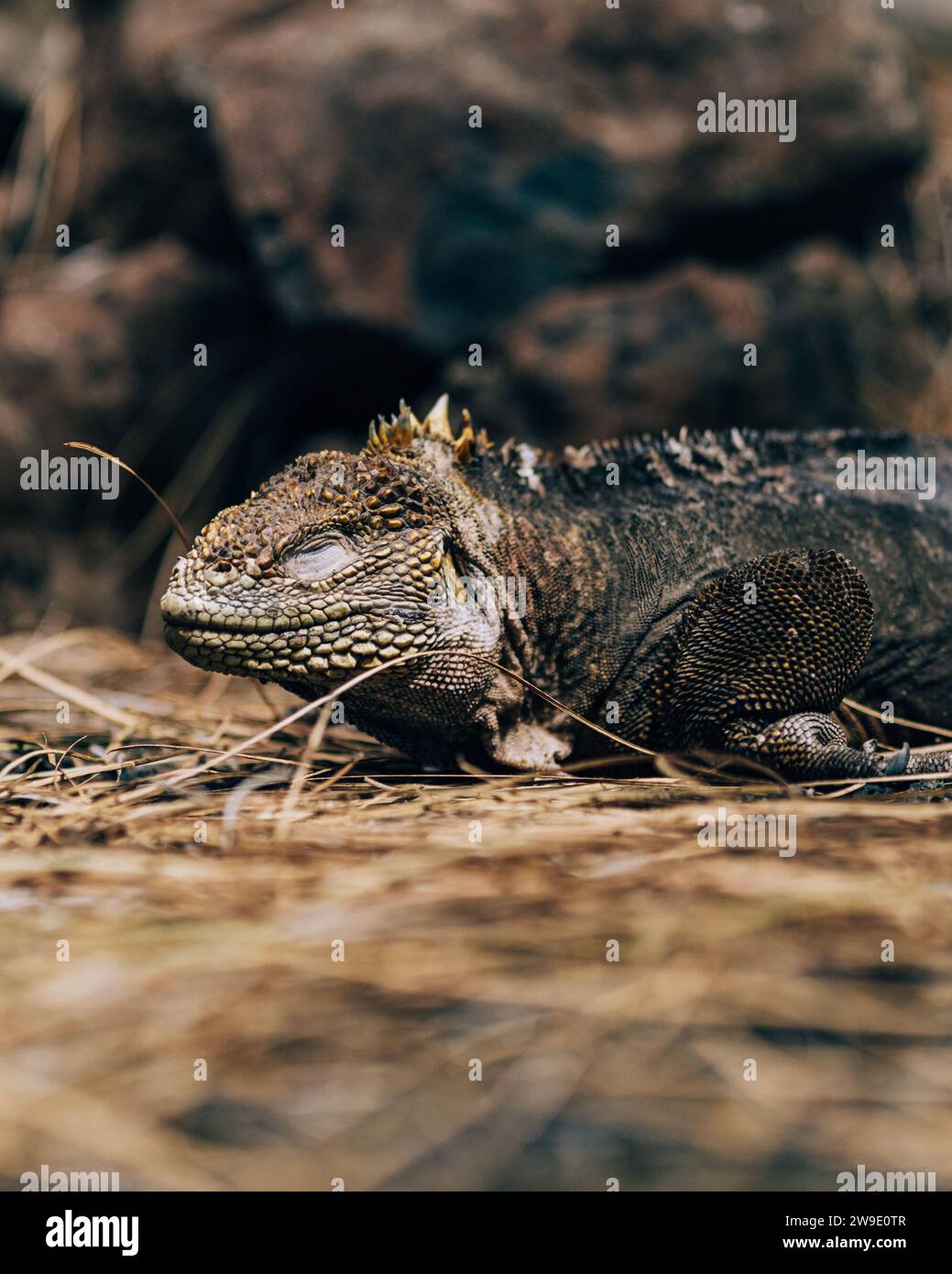 Close-up of a land iguana resting on the ground in Baltra, Galapagos ...