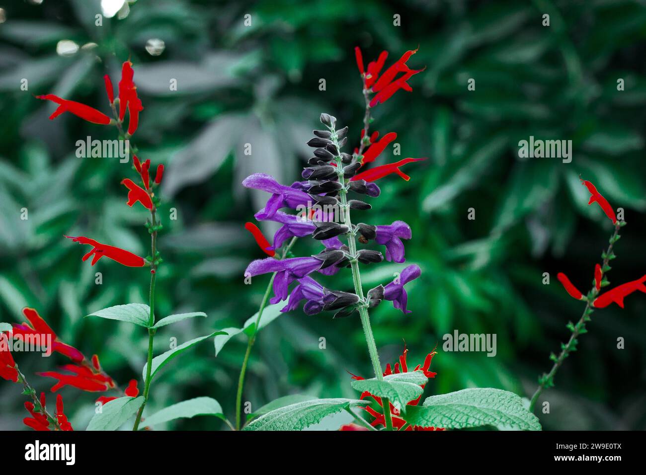 Brazilian anisesage. Salvia guaranitica on green background. Tiny ...