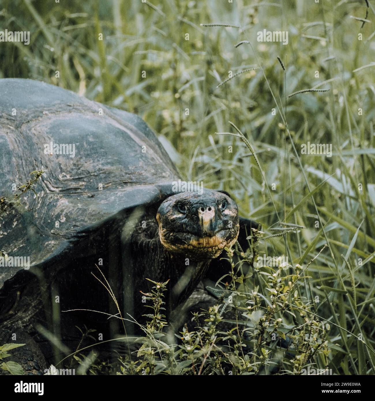 Giant Galapagos Tortoise in Galapagos Islands, Ecuador Stock Photo - Alamy
