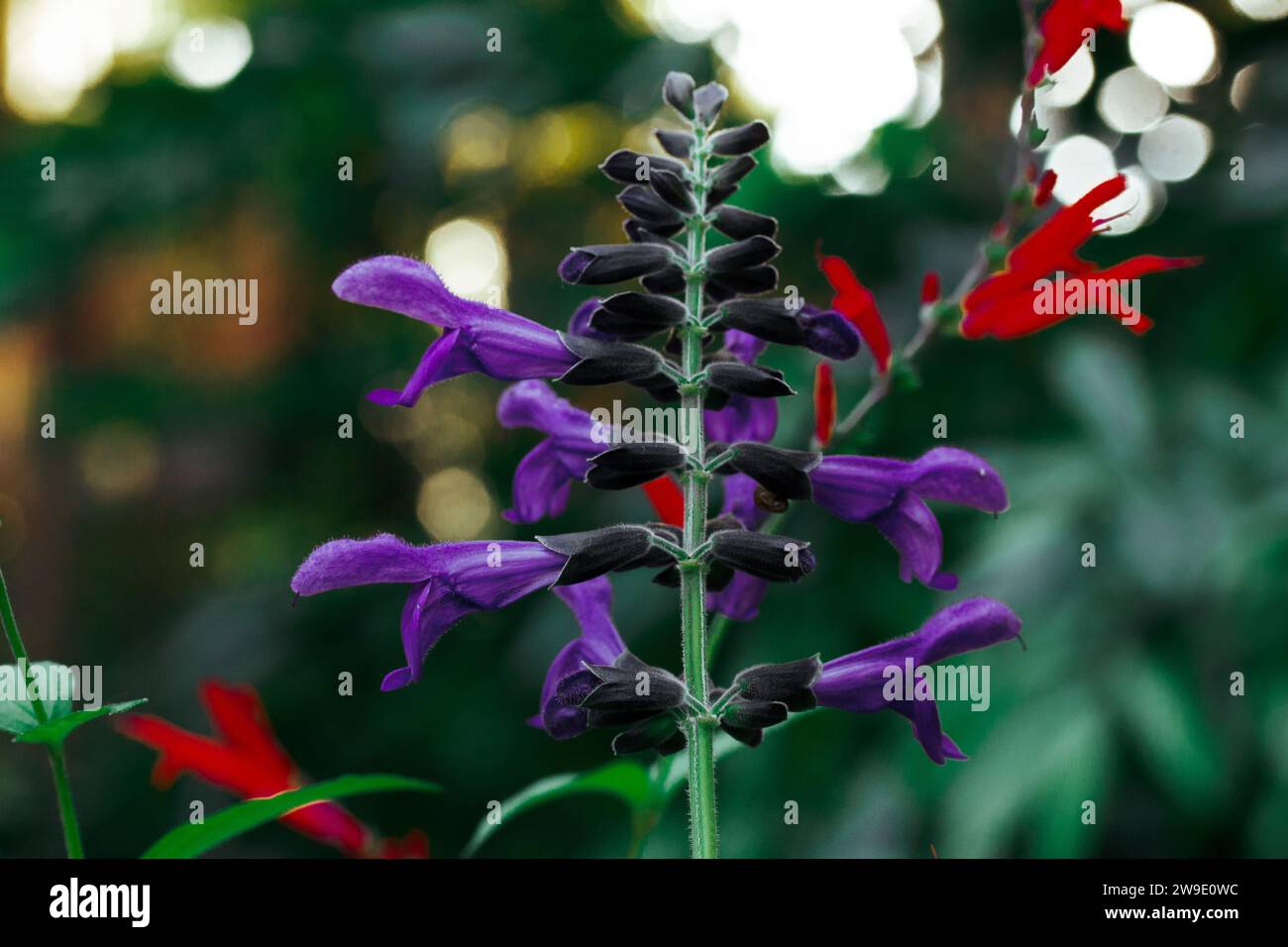 Brazilian anisesage. Salvia guaranitica on green background. Tiny ...