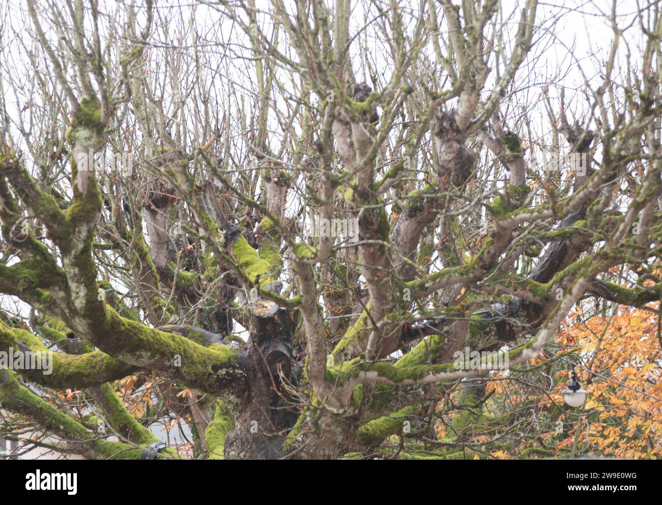 green moss growing in a damp place in a forest moss growing in a forest ...