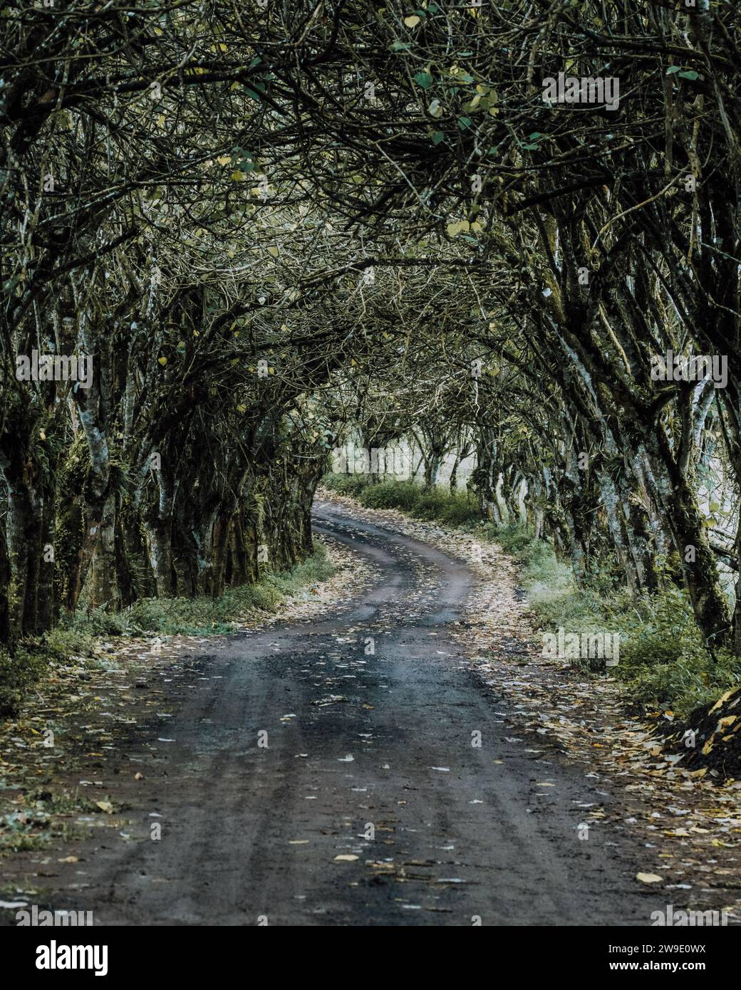Enchanting forest pathway in Galapagos, Ecuador, featuring a winding ...