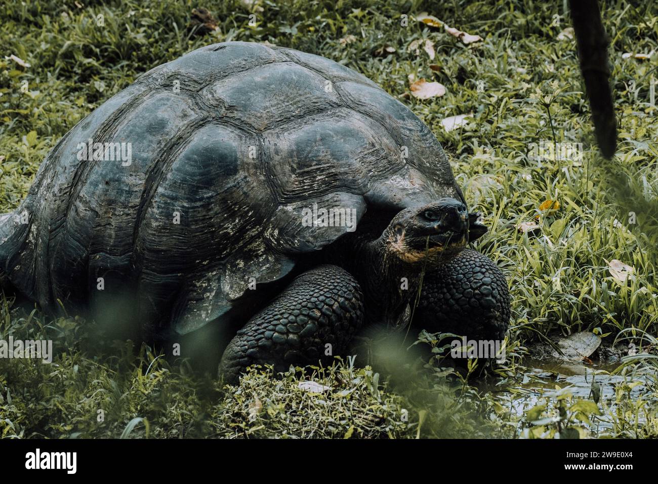 Giant Galapagos Tortoise in Galapagos Islands, Ecuador Stock Photo - Alamy