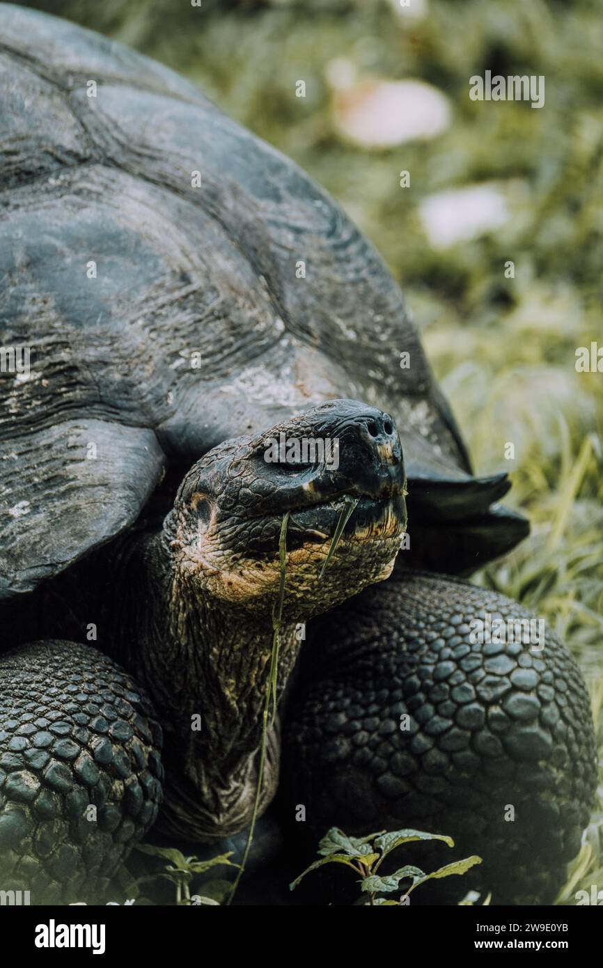 Giant Galapagos Tortoise in Galapagos Islands, Ecuador Stock Photo - Alamy