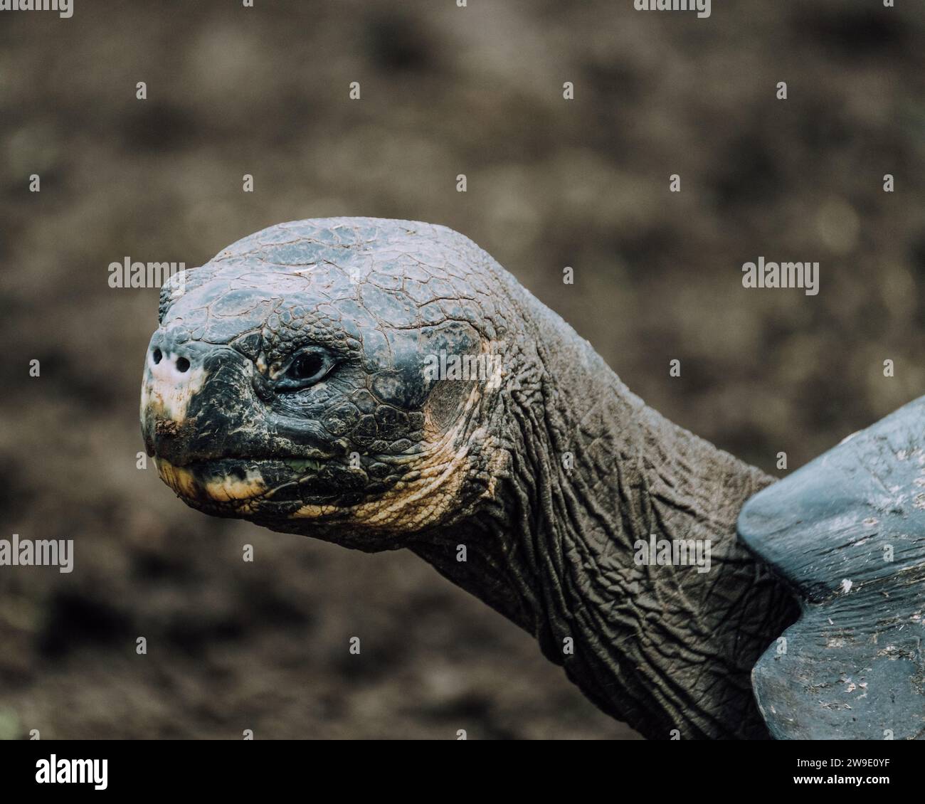 Giant Galapagos Tortoise in Galapagos Islands, Ecuador Stock Photo - Alamy