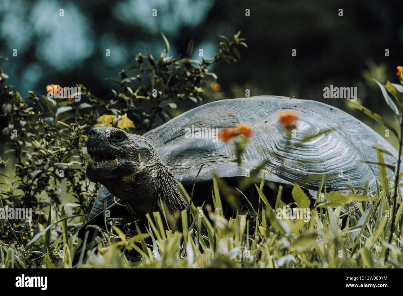 Giant Galapagos Tortoise in Galapagos Islands, Ecuador Stock Photo - Alamy