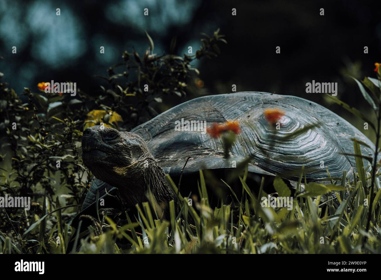 Giant Galapagos Tortoise in Galapagos Islands, Ecuador Stock Photo - Alamy