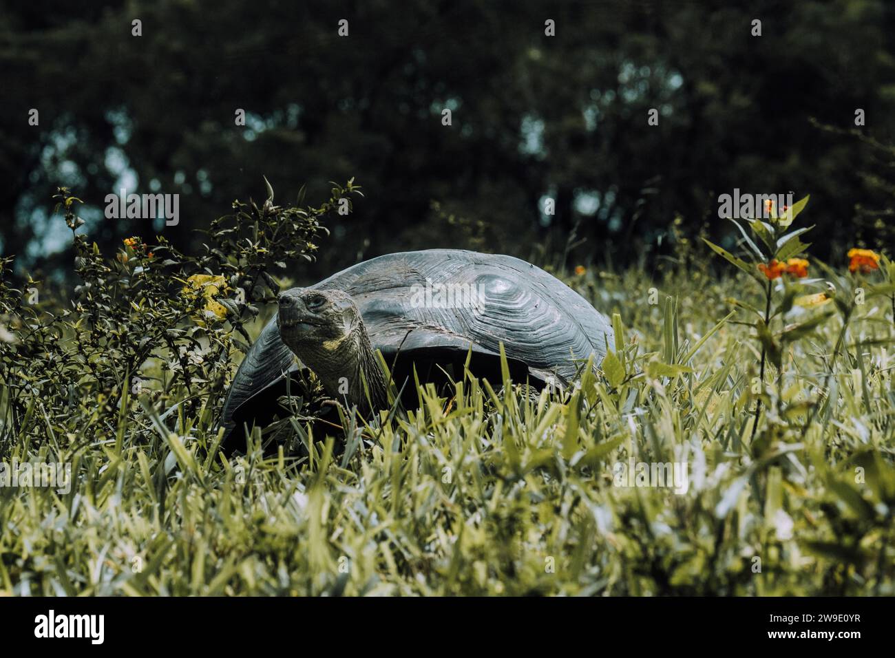 Giant Galapagos Tortoise in Galapagos Islands, Ecuador Stock Photo - Alamy