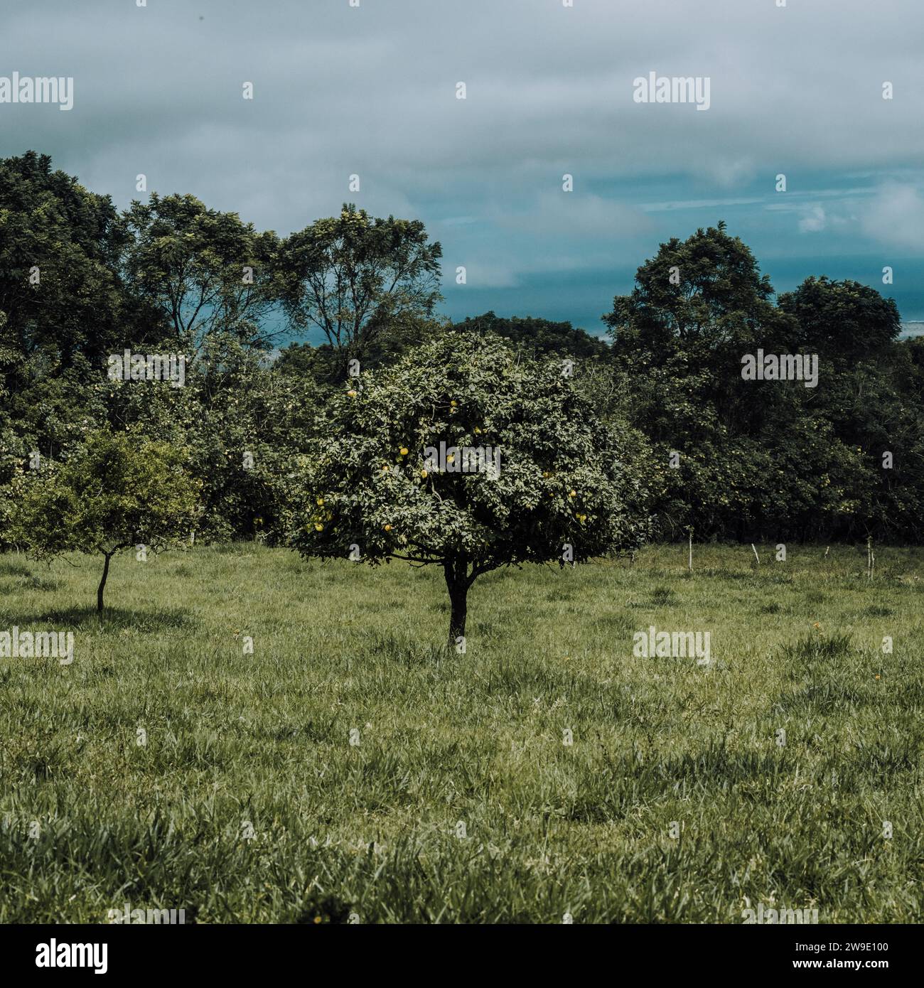Lemon tree standing in a lush green field in Galapagos, Ecuador Stock ...