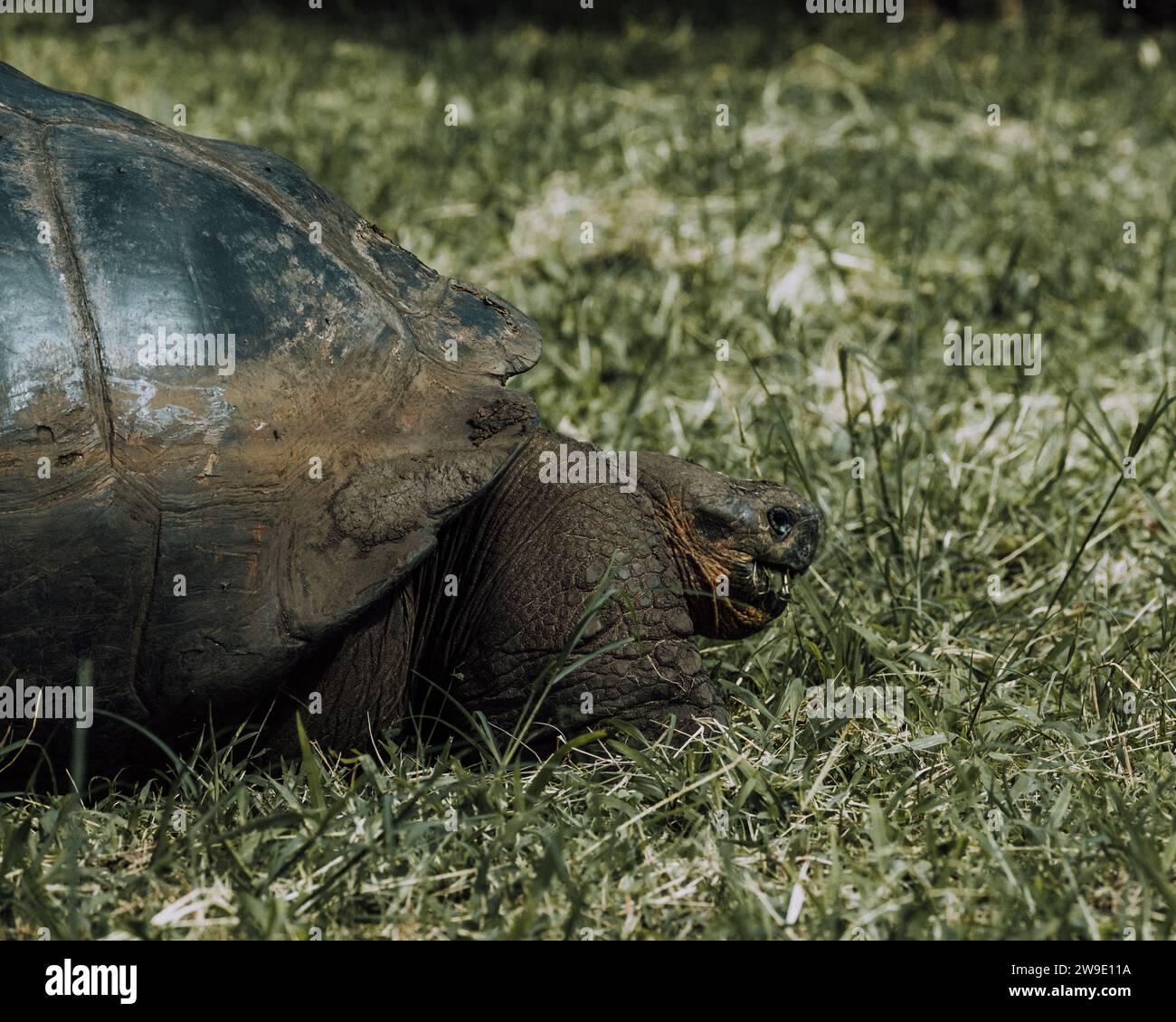 Giant Galapagos Tortoise in Galapagos Islands, Ecuador Stock Photo - Alamy