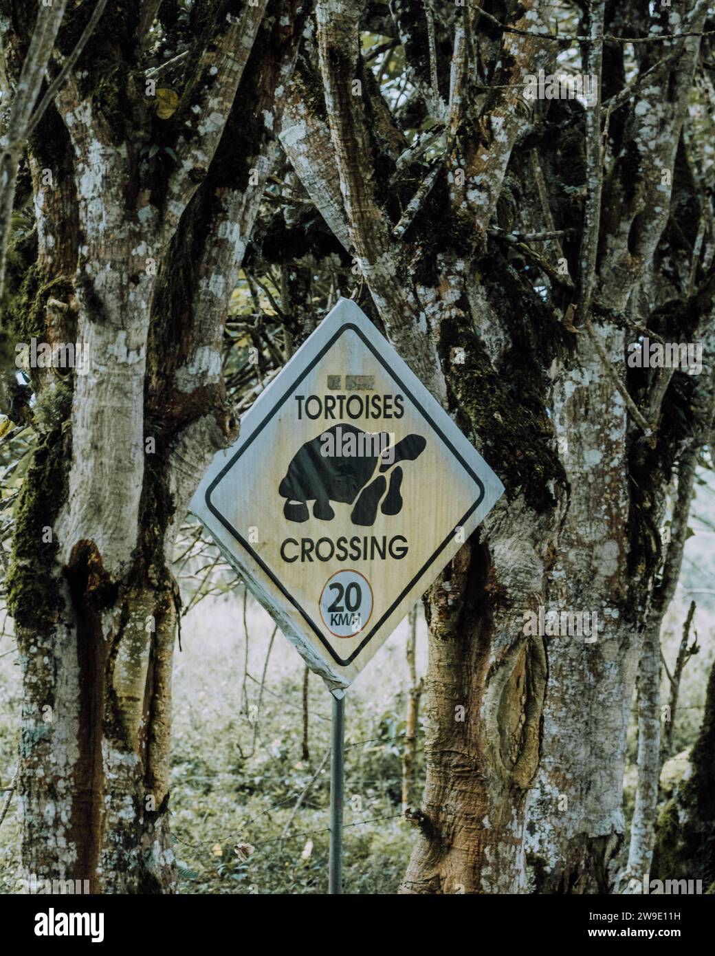 Road sign indicating tortoise crossing in Galapagos, Ecuador ...