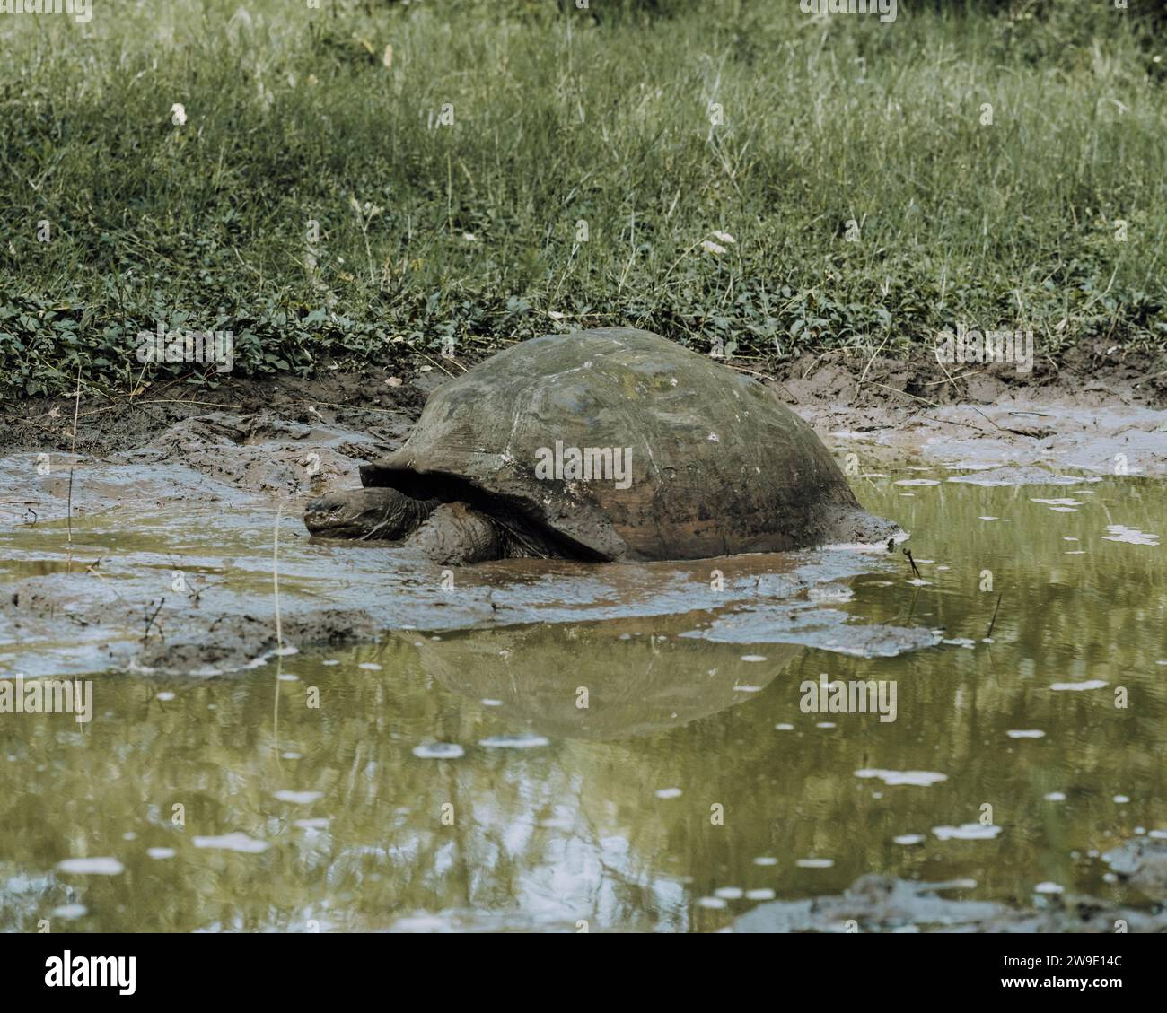 Giant Galapagos Tortoise in Galapagos Islands, Ecuador Stock Photo - Alamy