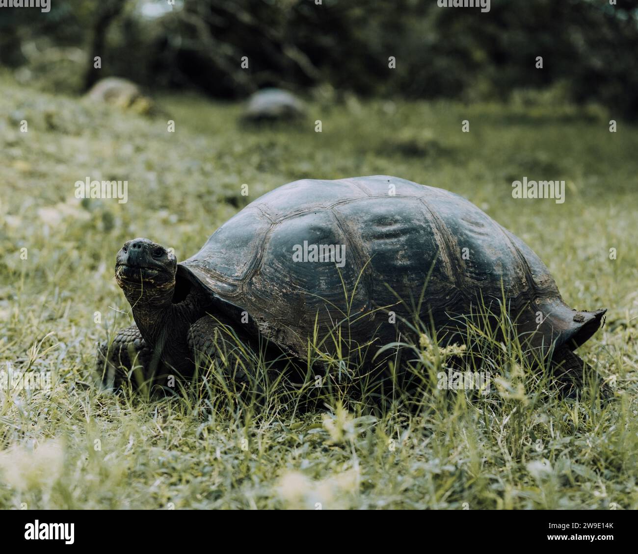 Giant Galapagos Tortoise in Galapagos Islands, Ecuador Stock Photo - Alamy