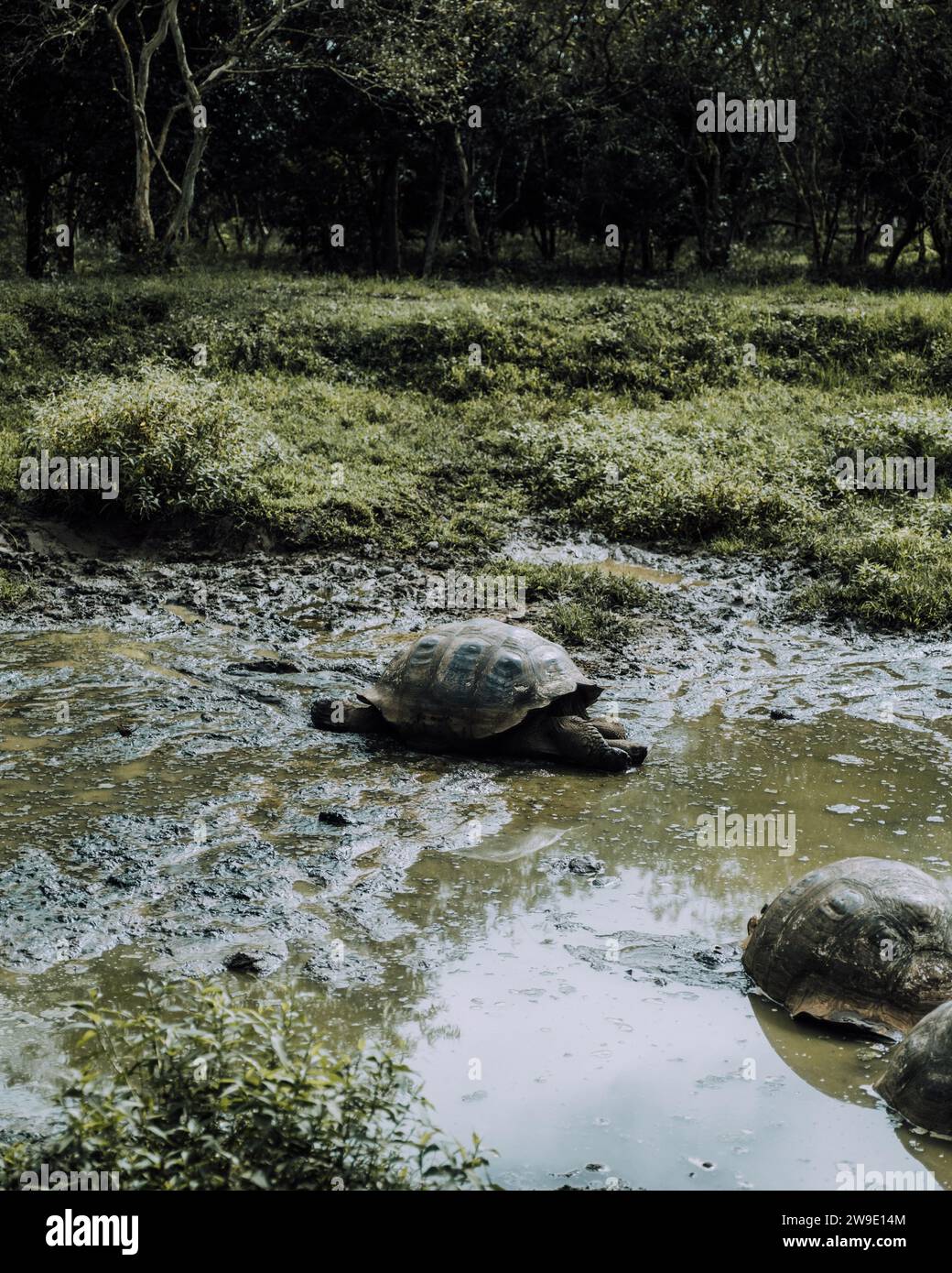 Giant Galapagos Tortoise in Galapagos Islands, Ecuador Stock Photo - Alamy