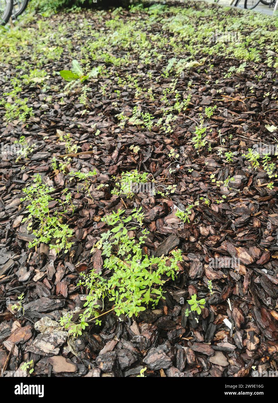 groundcover plants growing on soil as protection from erosion and ...