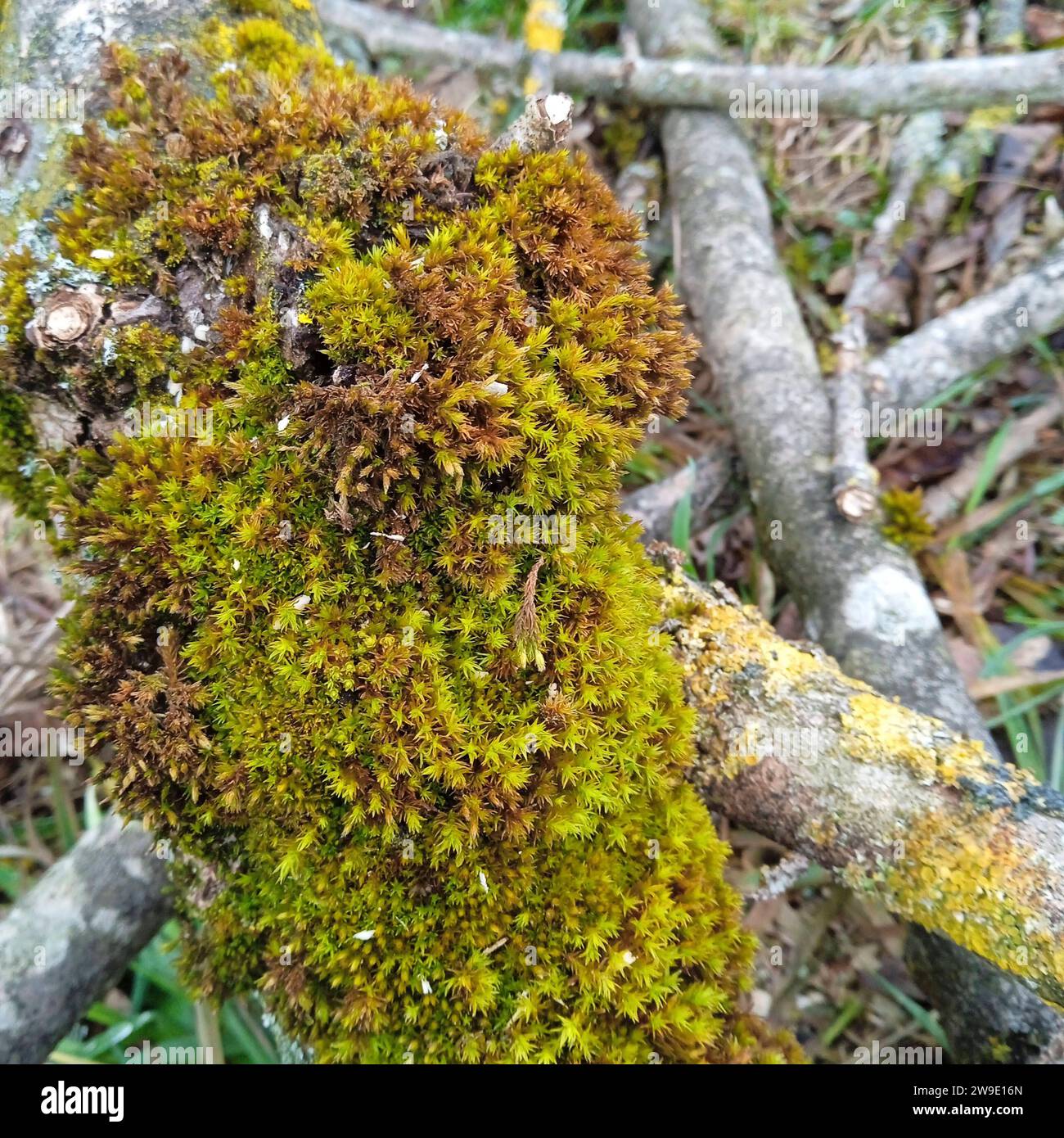 green moss growing in a damp place in a forest moss growing in a forest ...