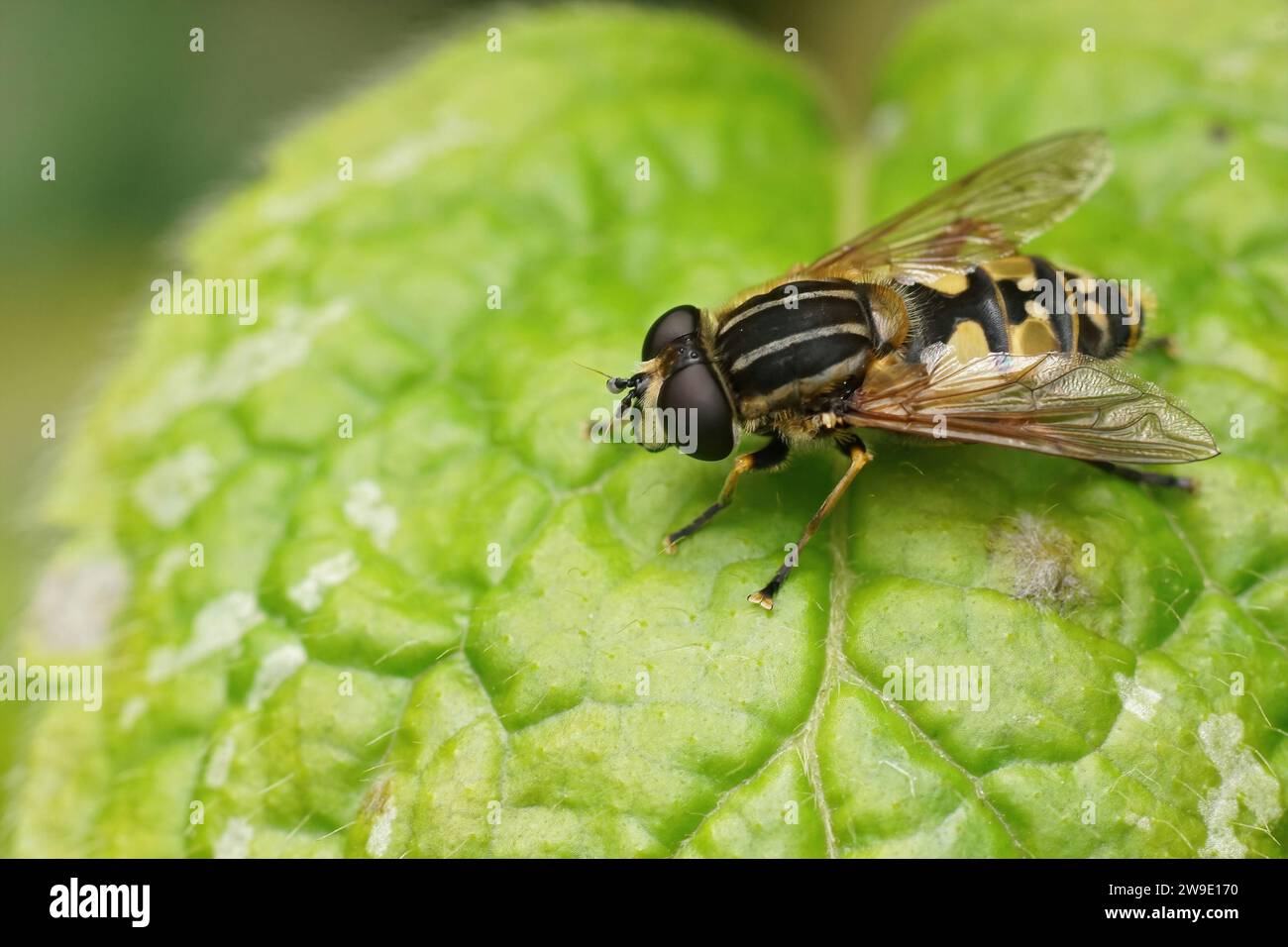 Closeup on a Hayling Billy hoverfly, Helophilus pendulus sitting on a ...