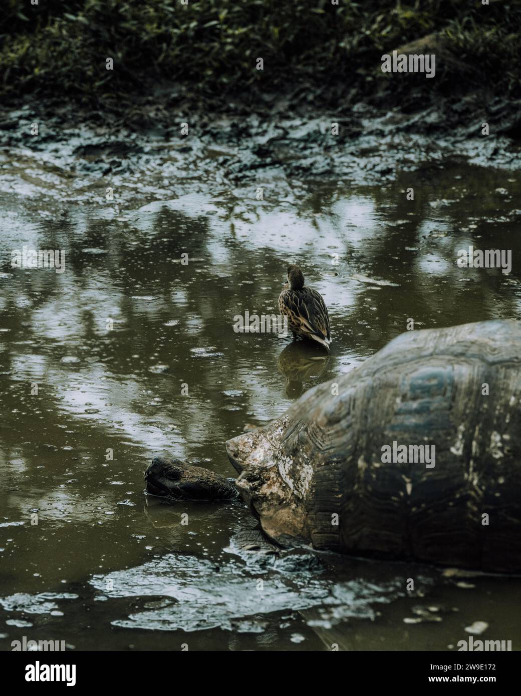 Giant Galapagos Tortoise in Galapagos Islands, Ecuador Stock Photo - Alamy Giant Galapagos Tortoise in Galapagos Islands, Ecuador Stock Photo - Alamy