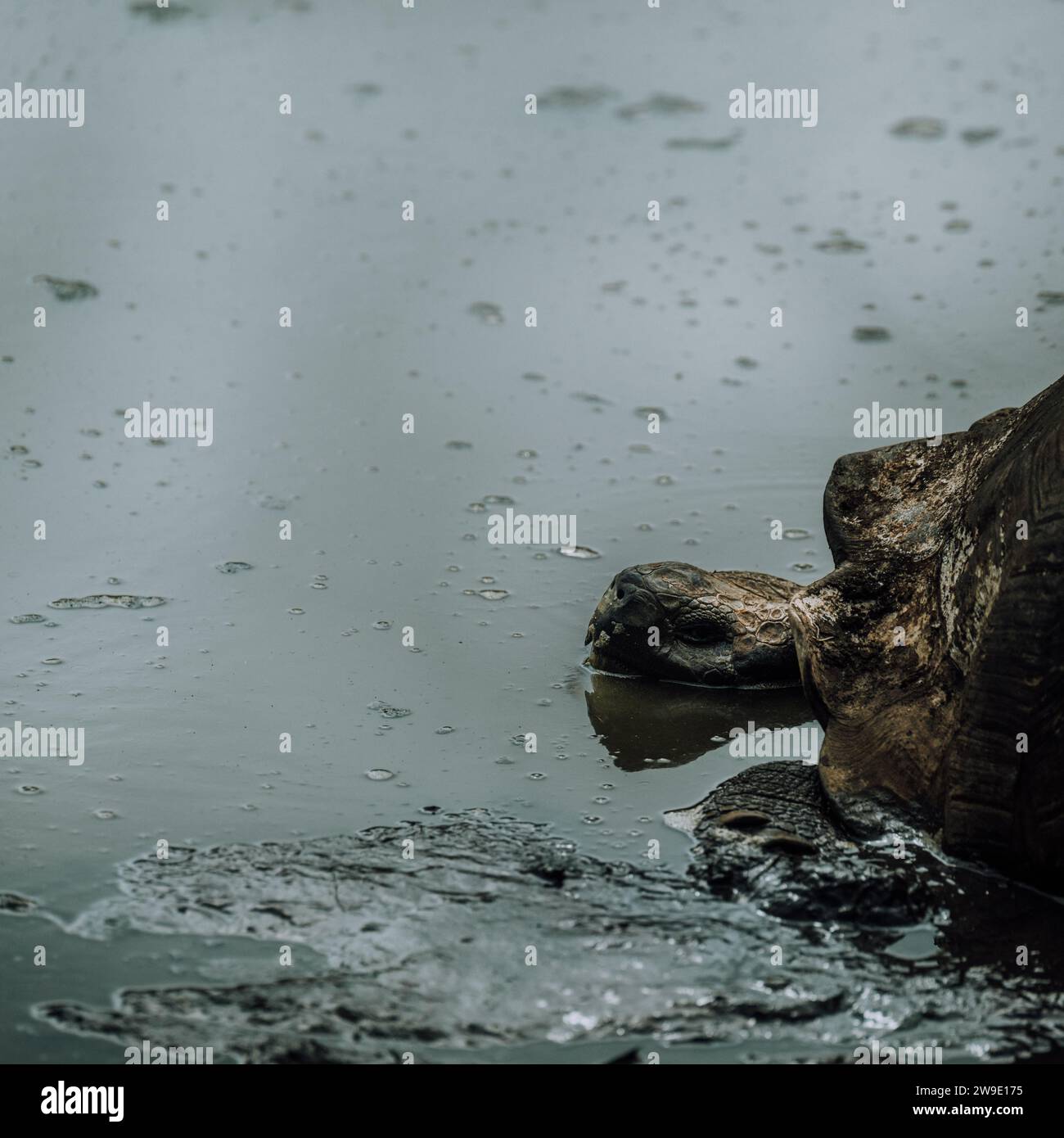 Giant Galapagos Tortoise in Galapagos Islands, Ecuador Stock Photo - Alamy Giant Galapagos Tortoise in Galapagos Islands, Ecuador Stock Photo - Alamy