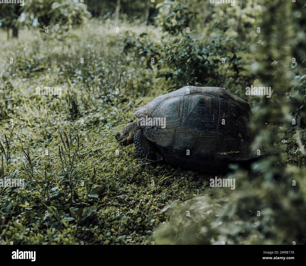 Giant Galapagos Tortoise in Galapagos Islands, Ecuador Stock Photo - Alamy