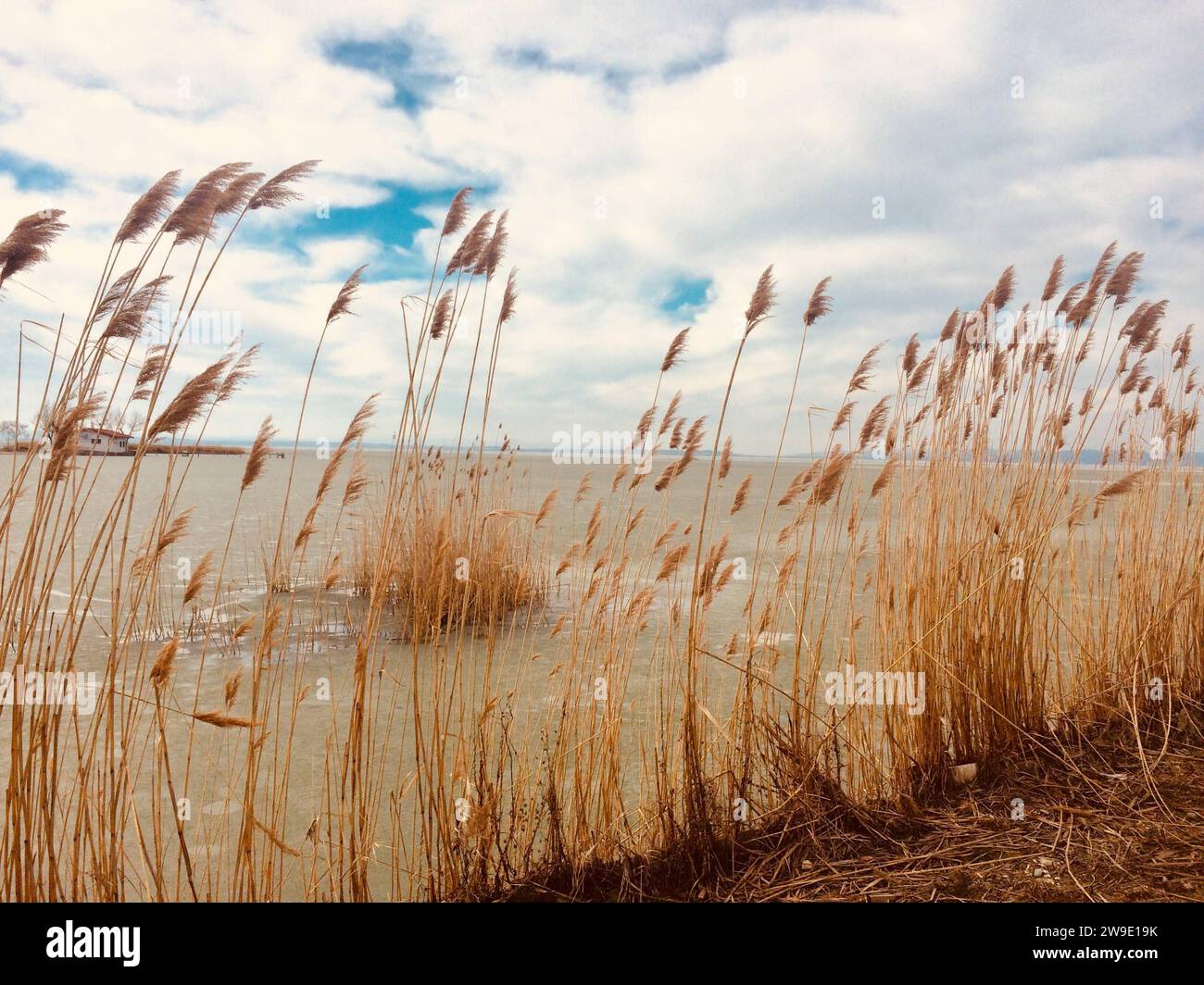 a reed plant at the water, a biotope in nature reed plants at the water ...