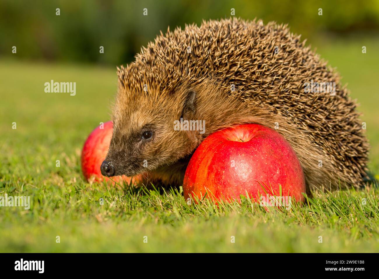 Baby hedgehog summer hi-res stock photography and images - Alamy