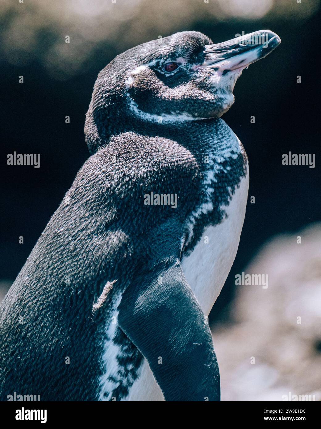 Galapagos Penguin on Bartolome Island in Galapagos Islands, Ecuador ...