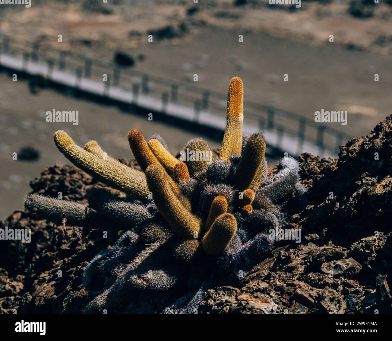 Lava Cactus on Bartolome, Galapagos Islands, Endemic plant Stock Photo ...