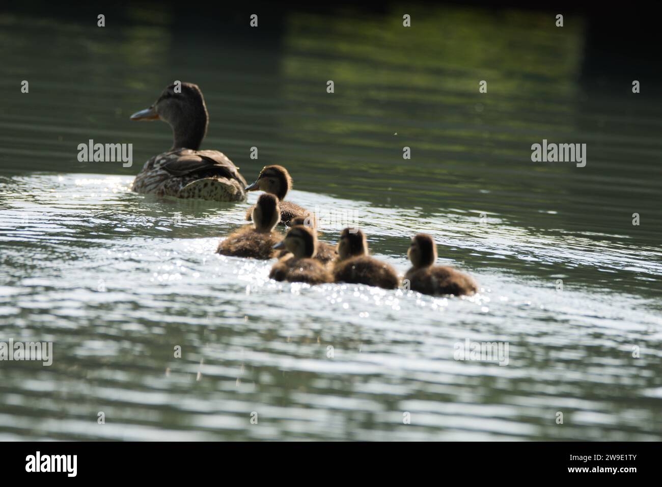 the pictures mainly show nature Stock Photo - Alamy