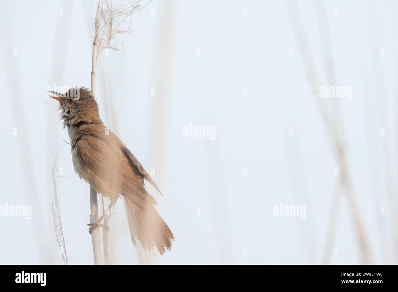 the pictures mainly show nature Stock Photo - Alamy