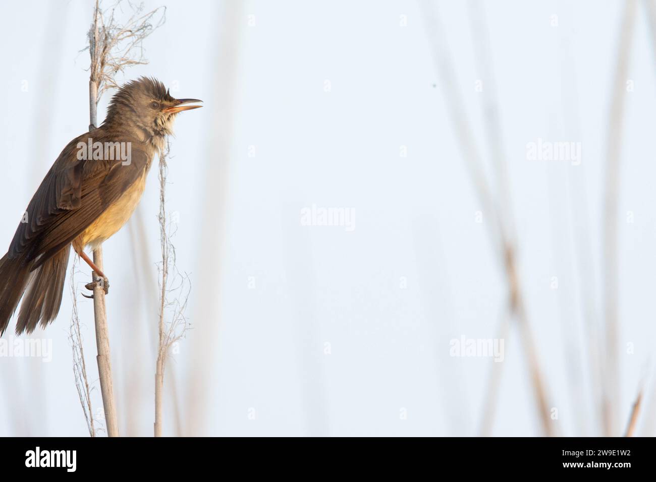 the pictures mainly show nature Stock Photo - Alamy