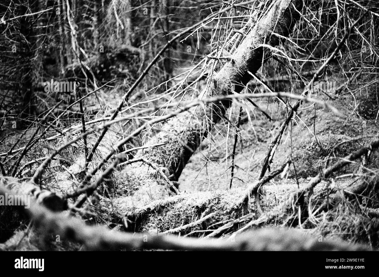 Fallen small tree Black and White Stock Photos & Images - Alamy