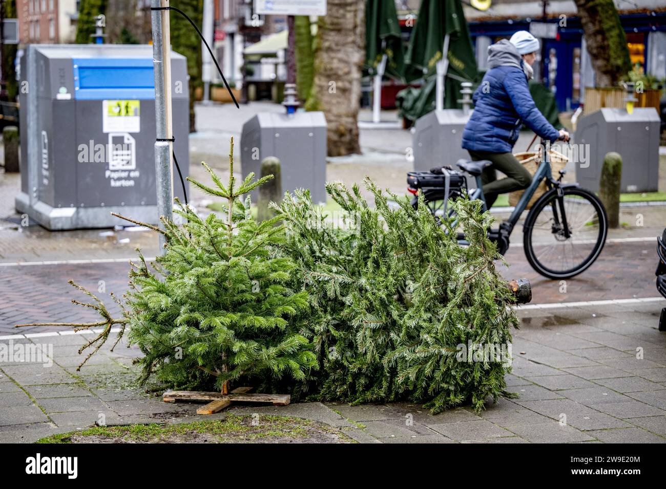 AMSTERDAM - Christmas trees are at a Christmas tree collection point ...