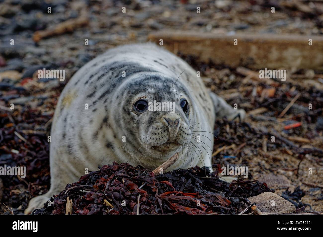 Gray Seal (Halichoerus grypus) Moulted weaned pup on pebble beach Stock ...