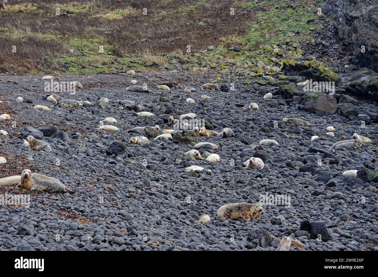 Grey Seal (Halichoerus grypus) Seal colony on pebble beach Stock Photo ...
