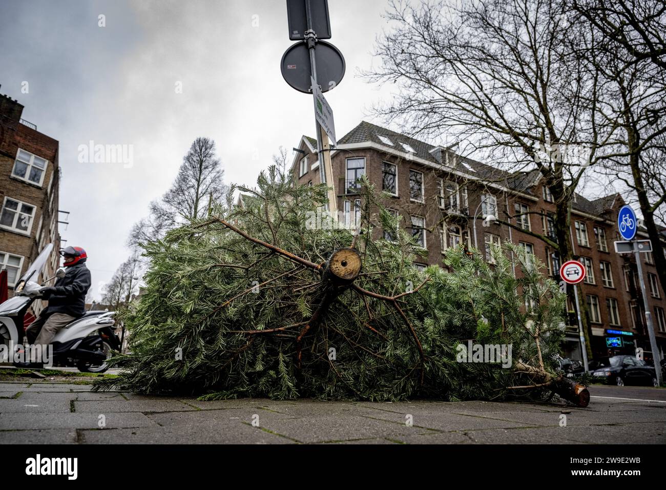 AMSTERDAM - Christmas trees are at a Christmas tree collection point ...