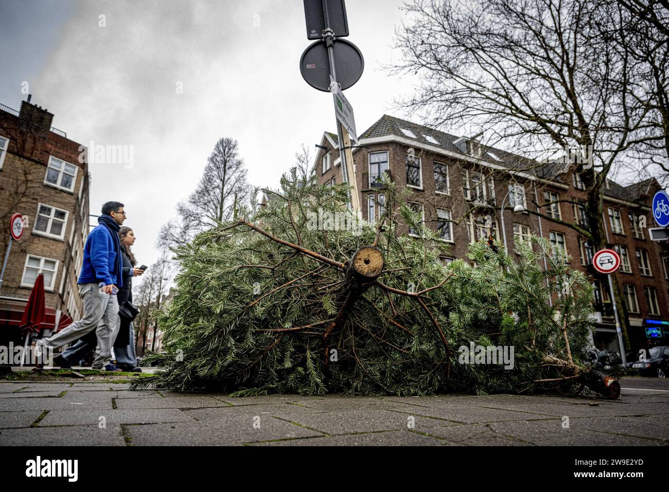 AMSTERDAM - Christmas trees are at a Christmas tree collection point ...