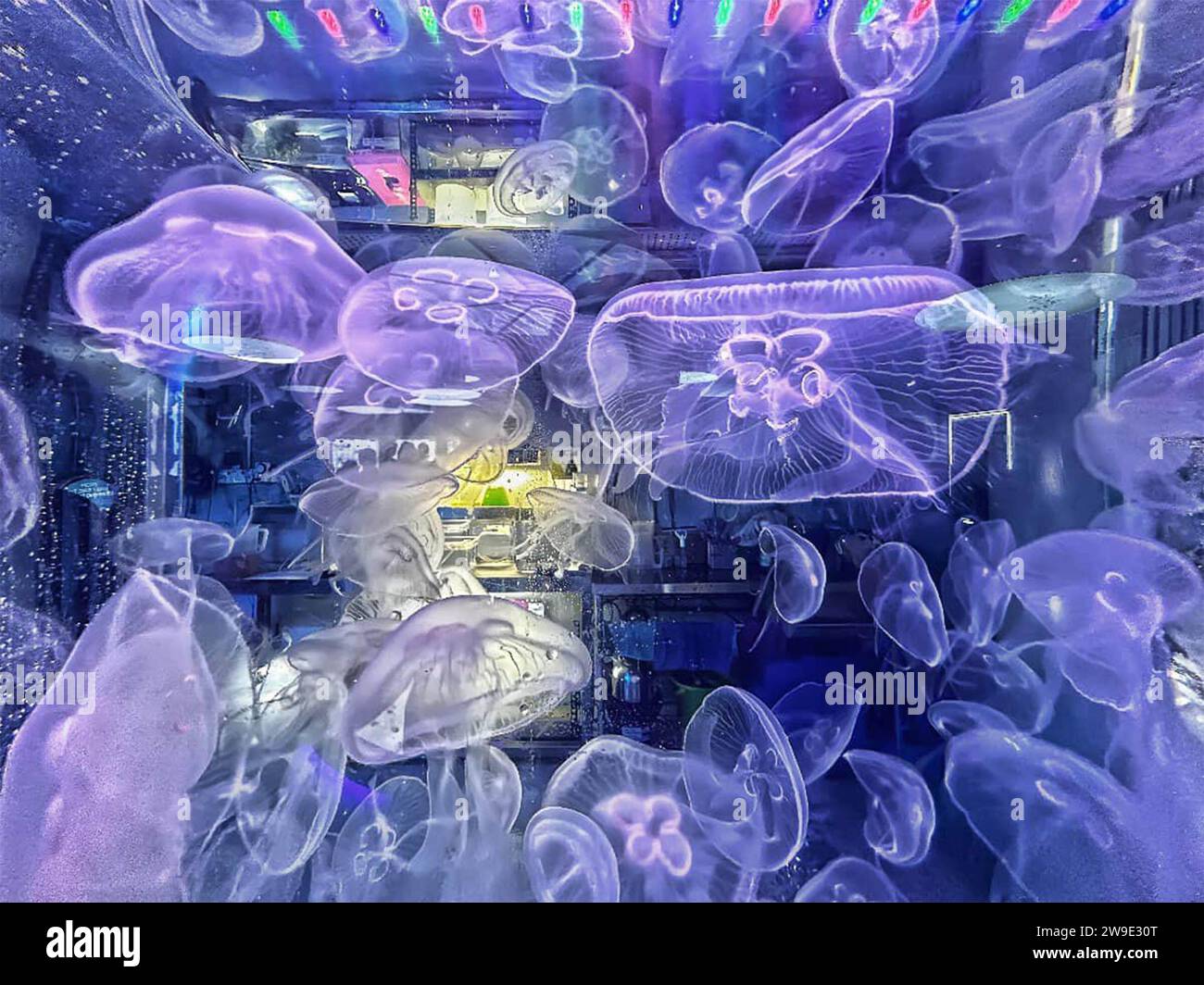 Kuala Lumpur, Selangor, Malaysia. 27th Dec, 2023. A group of Moon ...